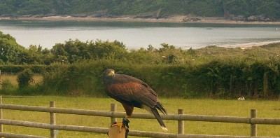 Home | Grab a bow and have a go! | Perriswood Archery & Falconry Centre