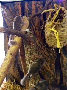 African Pygmy Dormice Males (Micro Squirrels) | All Stocked Mammals ...